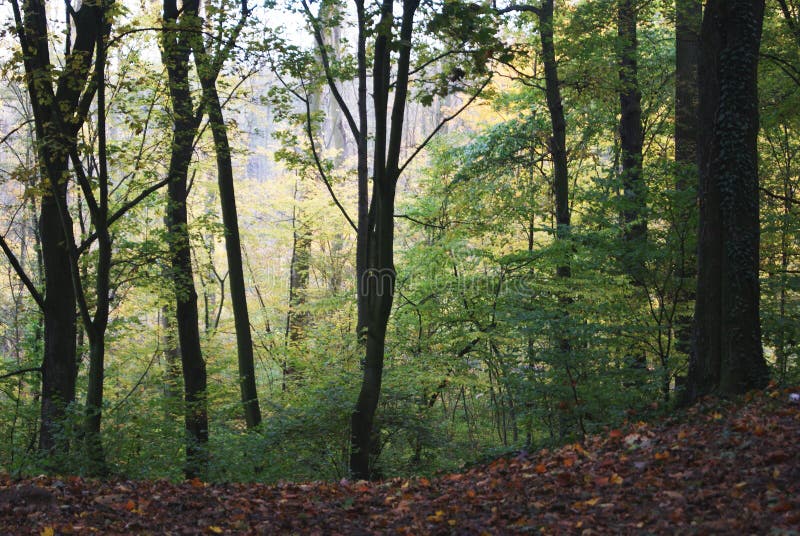 Central European Mixed Forest Stock Image - Image of maple, forest ...