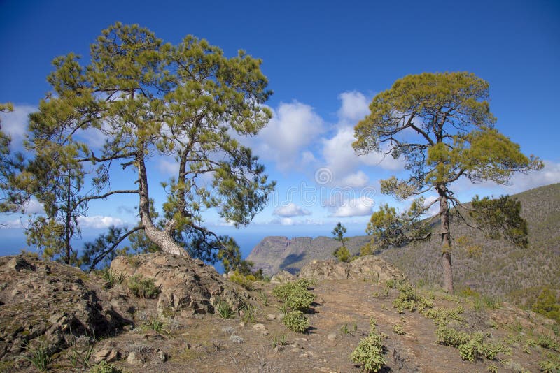 Central Gran Canaria stock image. Image of canariensis - 85613239