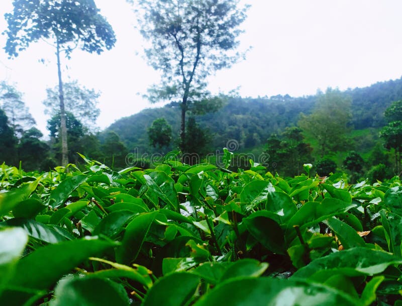 Central Java, Dieng - September 2022, Tea Leaves Ready To Be Harvested ...