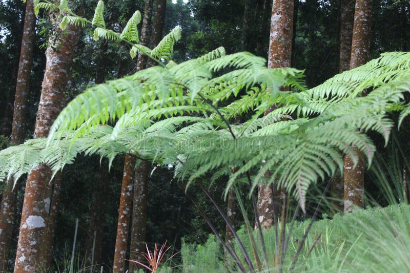 Central Java Forest Tour stock image. Image of tour - 287586781