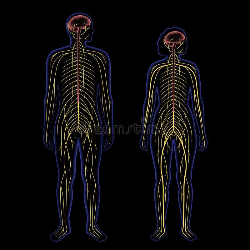 Central nervous system stock vector. Illustration of system - 229568953