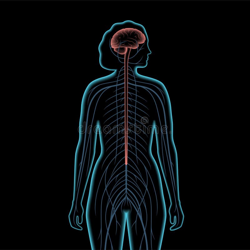 Central nervous system stock vector. Illustration of medical - 229362359