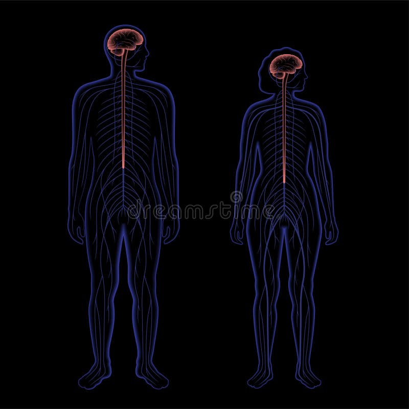 Central nervous system stock vector. Illustration of sensory - 229443346