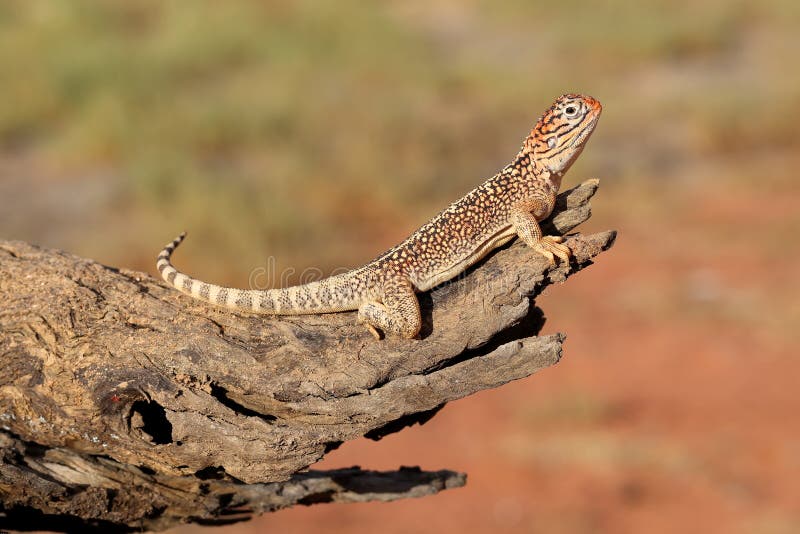 Central Netted Dragon stock photo. Image of reptile - 202507928