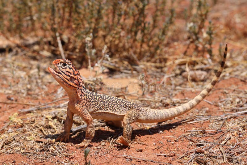 Central netted Dragon stock photo. Image of netted, nature - 202507830
