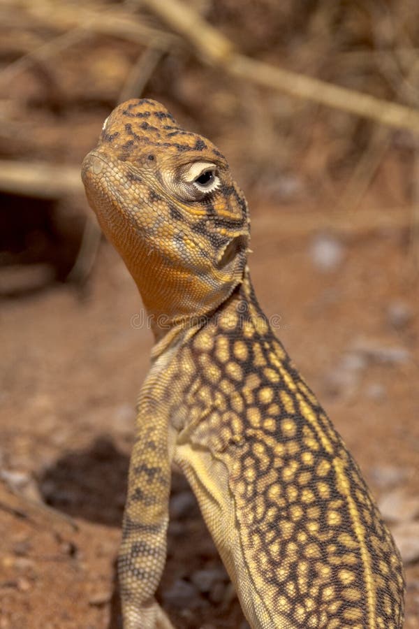 Central Netted Dragon in Northern Territory Australia Stock Photo ...