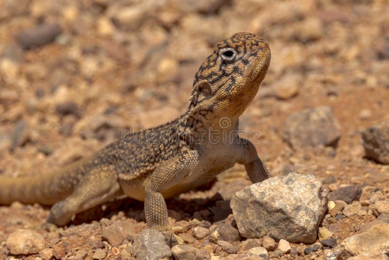 Central Netted Dragon in South Australia Stock Photo - Image of animals ...