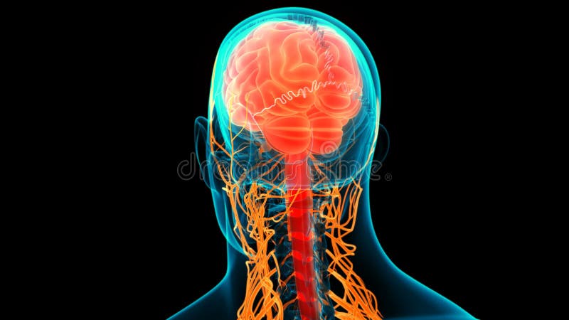 Central Organ of Human Nervous System Brain Anatomy Animation Concept ...