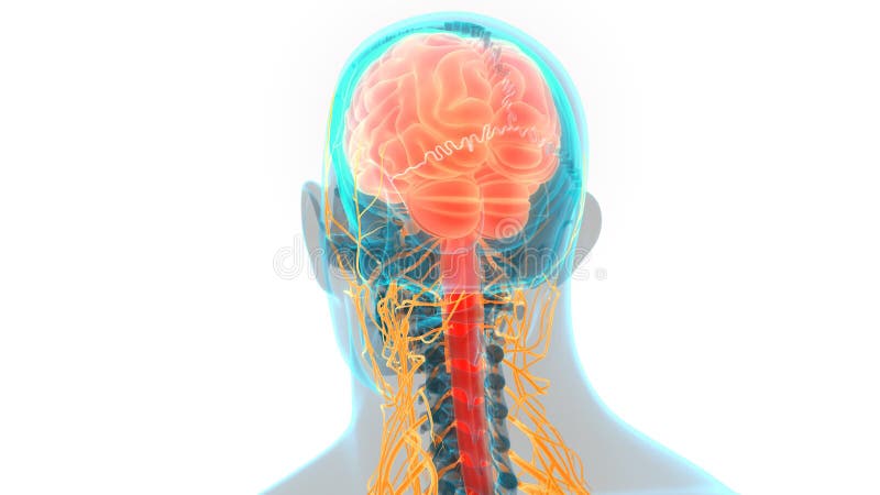 Central Organ of Human Nervous System Brain Anatomy Animation Concept ...