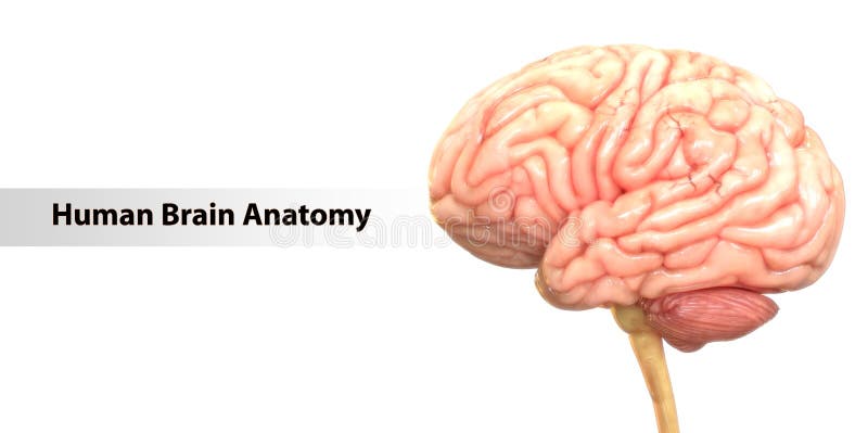 Central Organ of the Human Nervous System Brain Anatomy Stock ...