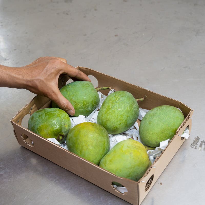 Bangladeshi Mango Stock Photos - Free & Royalty-Free Stock Photos from ...