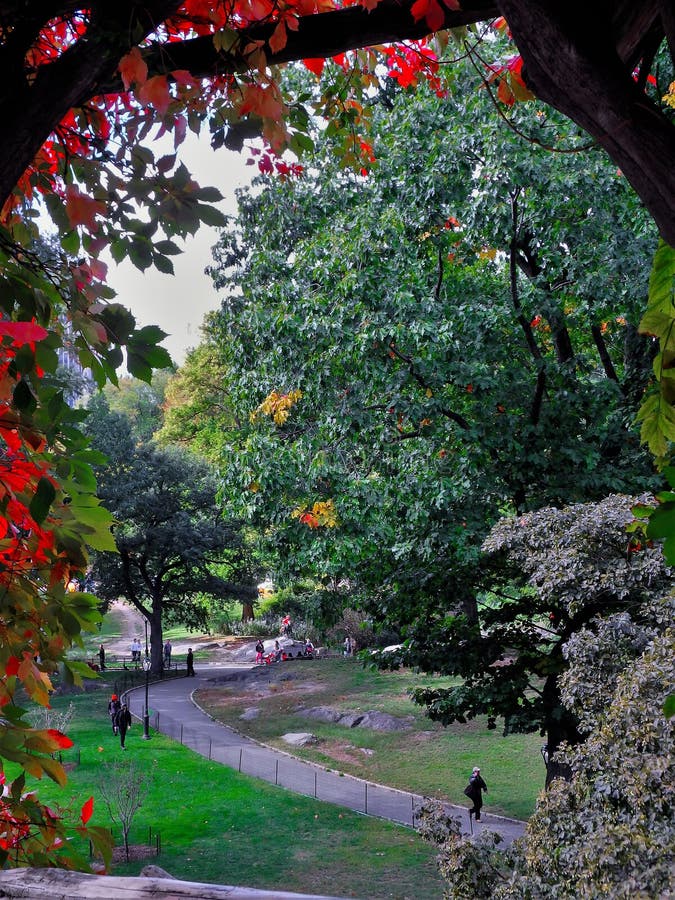 Central Park Foliage Pathway Stock Photo - Image of park, october: 96607602