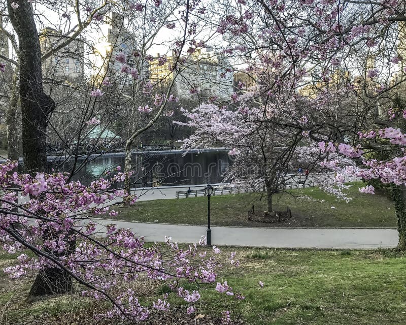 Central Park, New York City Spring Stock Photo - Image of outside, city ...