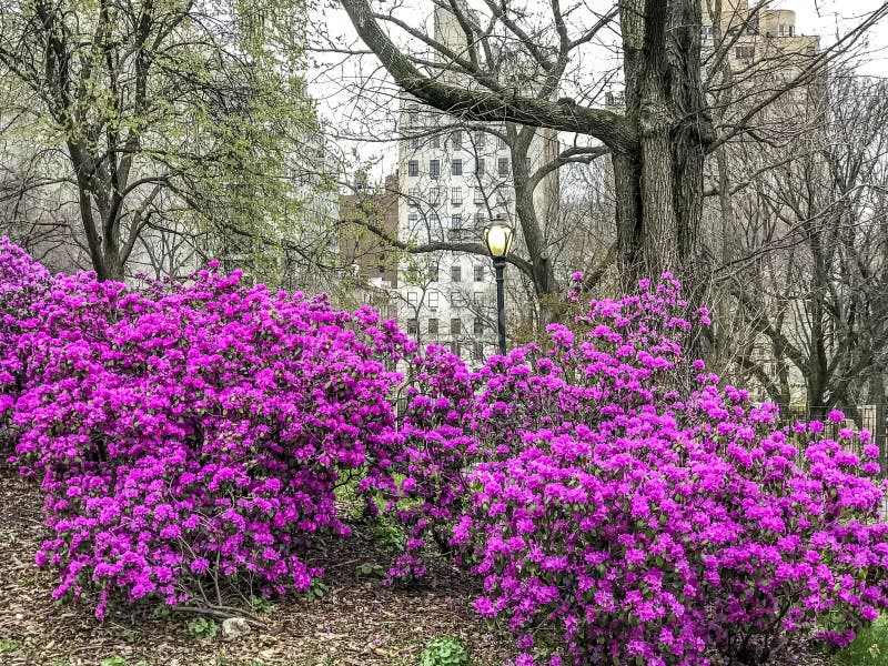 Central Park, New York City Spring Stock Image - Image of rhododendron ...