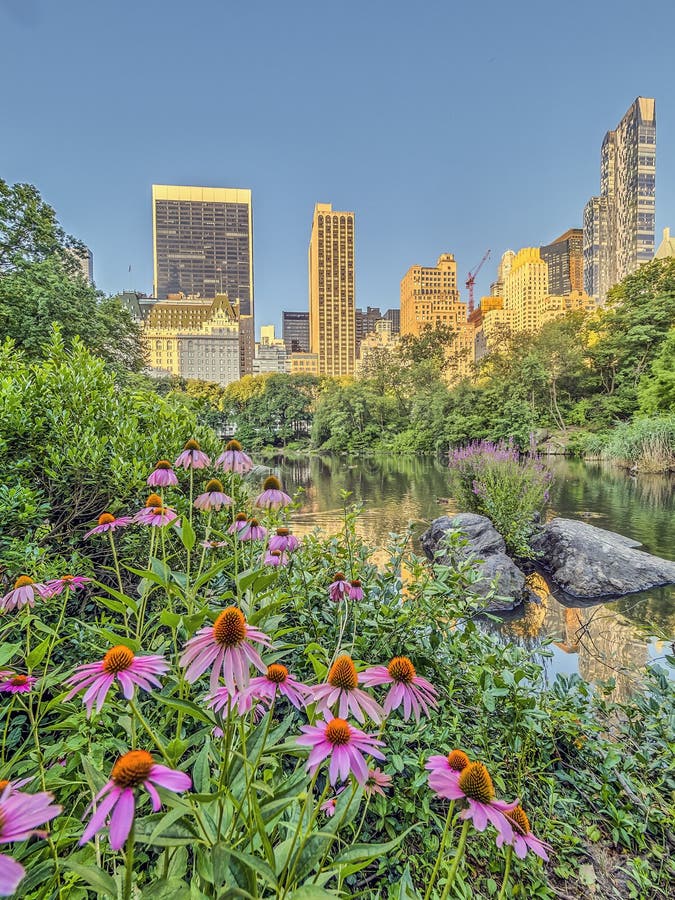 Central Park, New York City Spring Stock Image - Image of summer ...