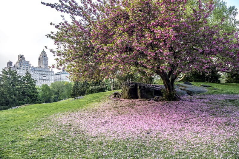 Central Park, New York City Spring Stock Image - Image of cherry, park ...