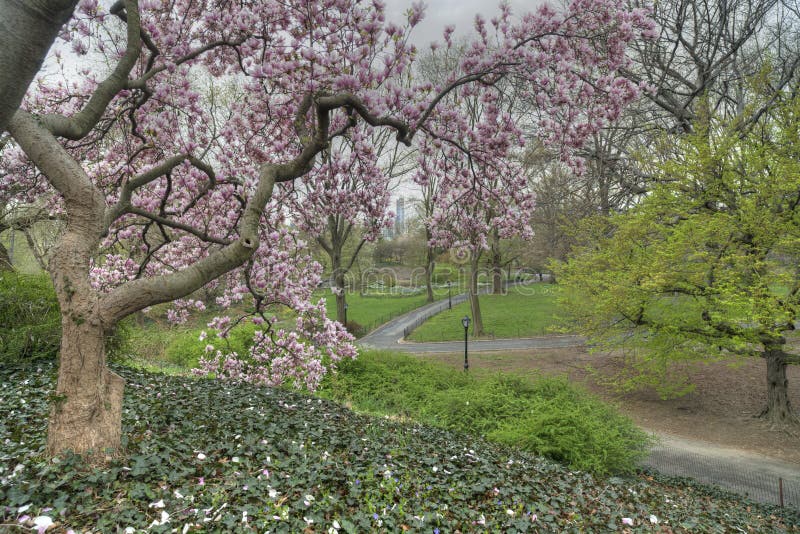 Central Park, New York City Spring Stock Photo - Image of york, plant ...