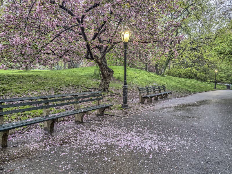 Central Park, New York City Spring Stock Photo - Image of romantic ...