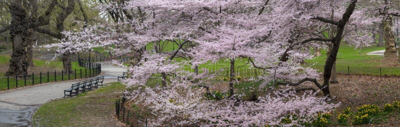 Central Park, New York City in Spring Stock Photo - Image of life ...