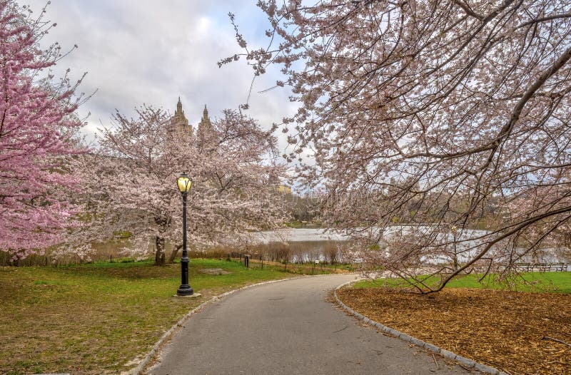 Central Park, New York City in Spring Stock Photo - Image of rocks ...