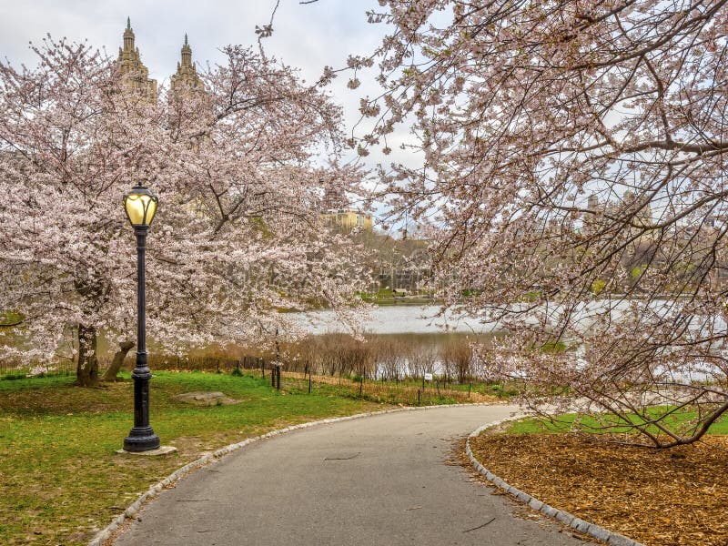 Central Park, New York City in Spring Stock Photo - Image of charry ...