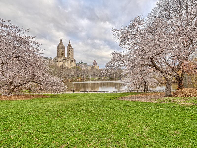 Central Park, New York City in Spring Stock Image - Image of nature ...