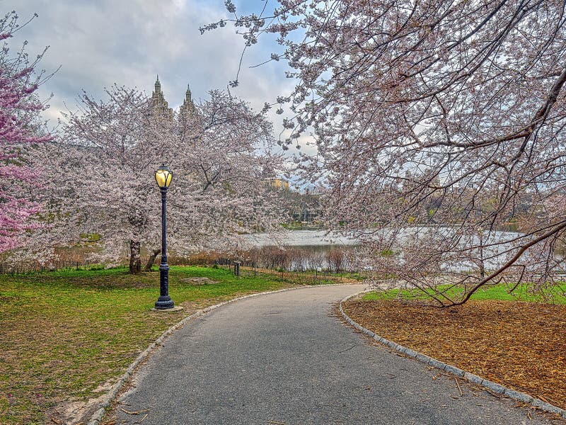 Central Park, New York City in Spring Stock Image - Image of spring ...