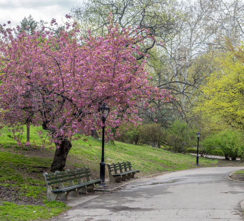 Central Park, New York City in Spring Stock Photo - Image of park, tree ...
