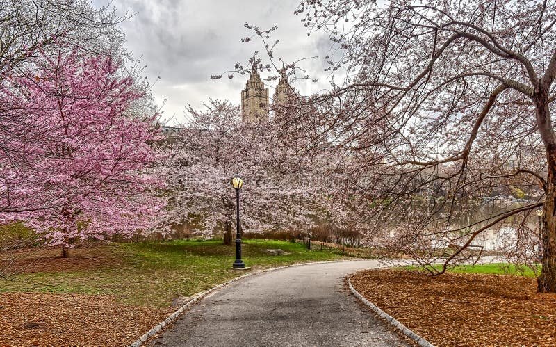 Central Park, New York City Spring Stock Photo - Image of scenic ...