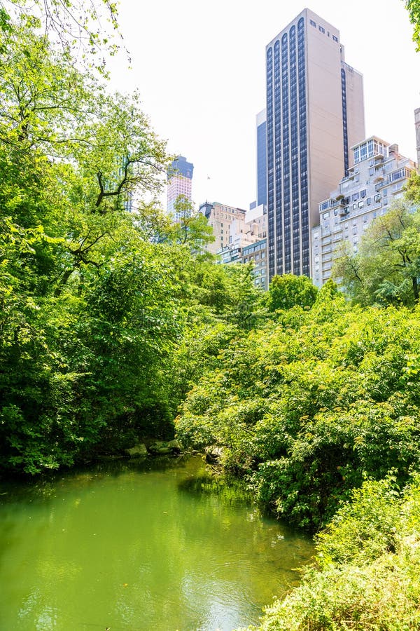 Central Park the Pond Manhattan New York Stock Image - Image of lagoon ...