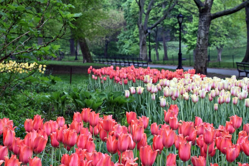 Central Park in spring stock photo. Image of park, garden - 13322014