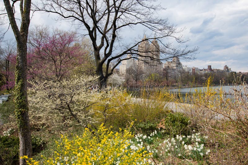 Central Park in Spring stock photo. Image of delicate - 93344228