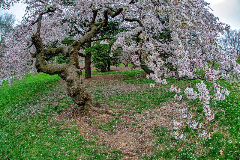 Central Park in Spring, Early Morning Under Cherry Tree Stock Image ...