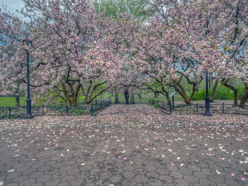 Central Park in spring stock photo. Image of flowers - 160821900