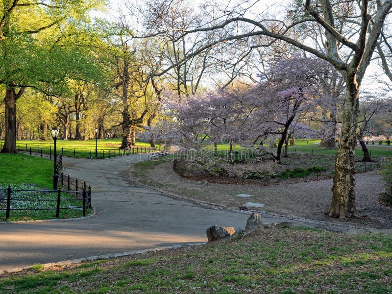 Central Park in spring stock photo. Image of city, spring - 160821932
