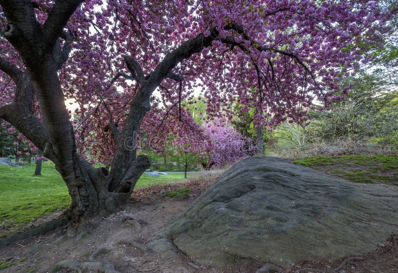 Central Park in spring stock image. Image of flowering - 165200811