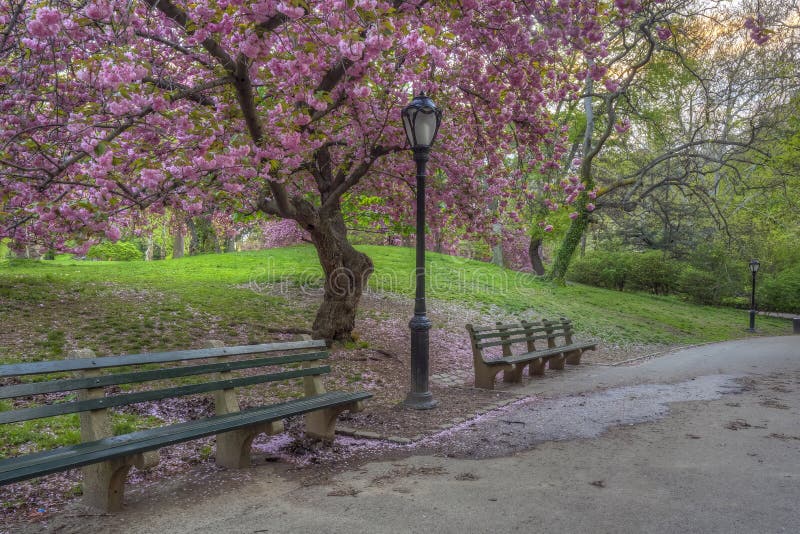 Central Park in spring stock image. Image of bench, flowers - 165201059