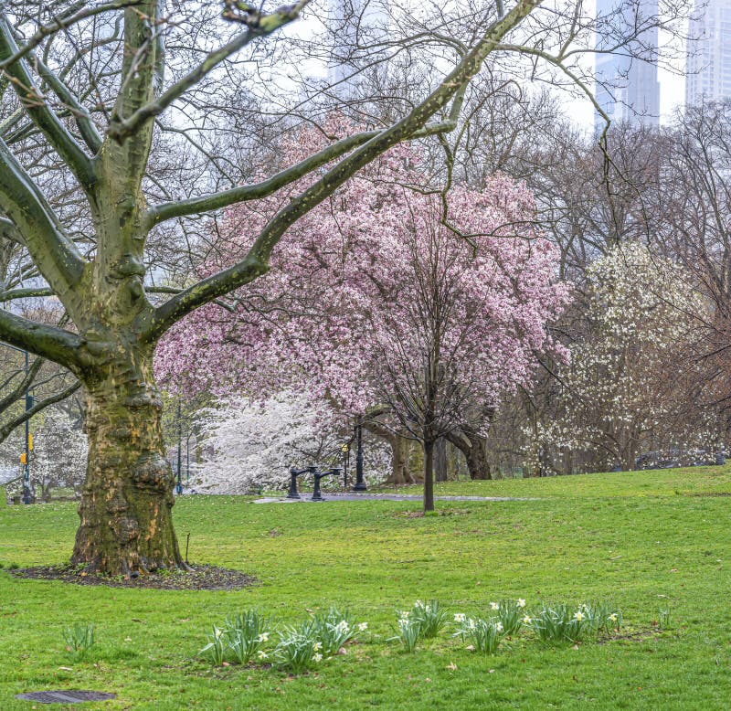 Central Park in spring stock photo. Image of magnolia - 178823944