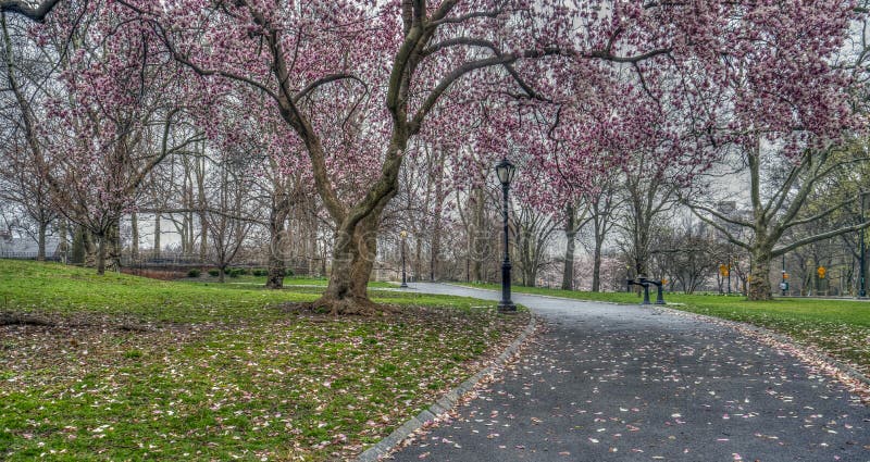 Central Park in spring stock photo. Image of flower - 178823992