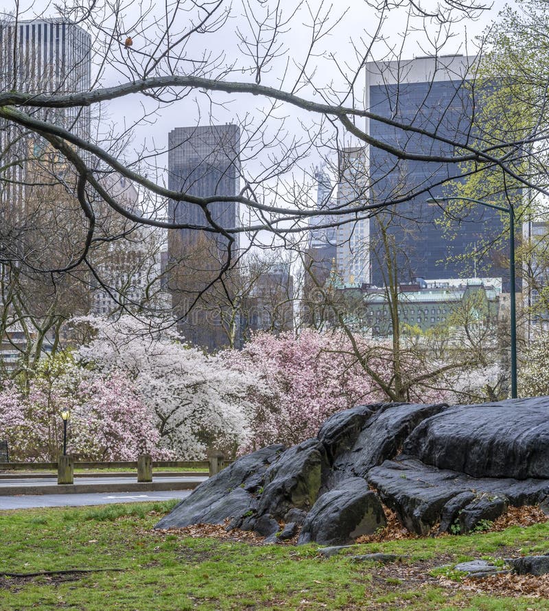 Central Park in spring stock photo. Image of landscape - 178824374