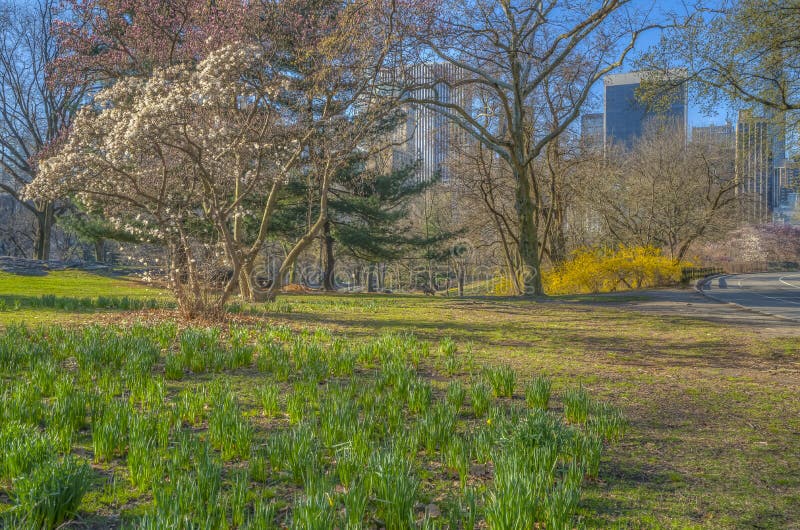 Central Park in spring stock image. Image of park, flowers - 204749057