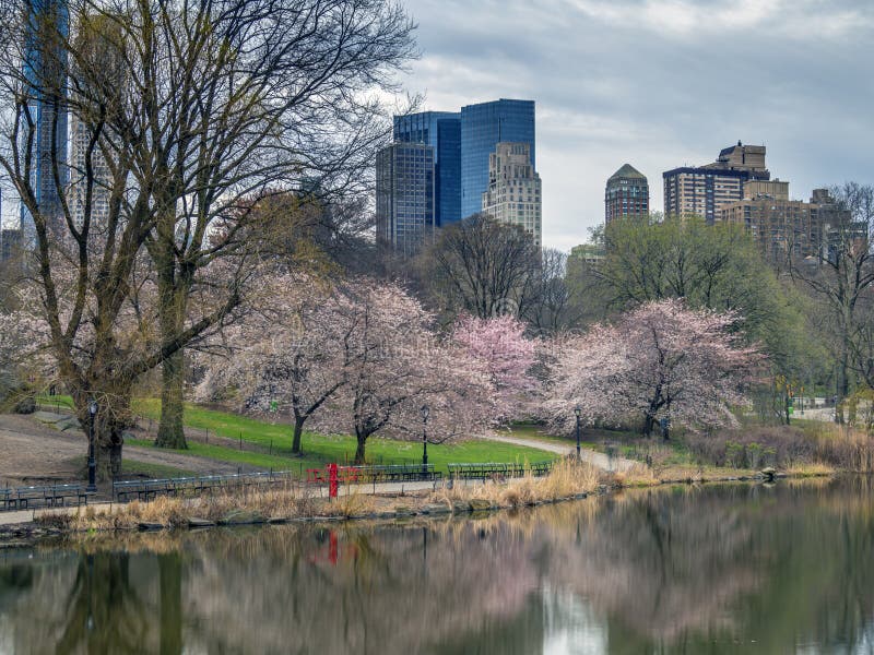 Central Park in spring stock image. Image of city, york - 205028429