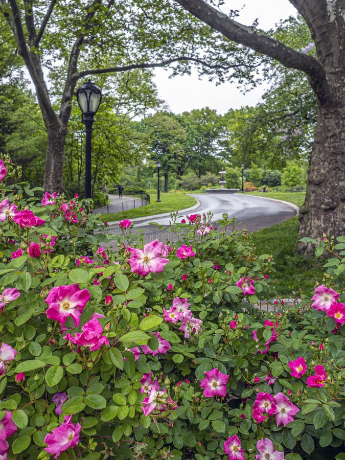 Central Park in spring stock photo. Image of nature - 216824280