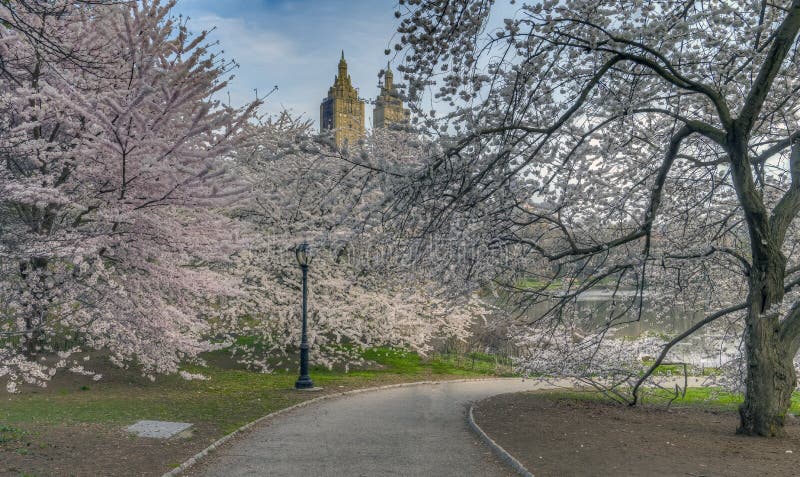 Central Park in spring stock photo. Image of nature - 242642300