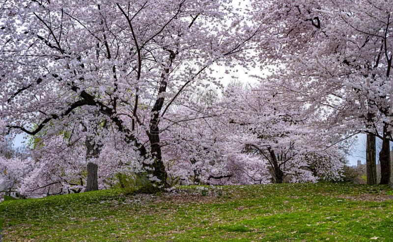 Central Park in spring stock photo. Image of garden - 245880710