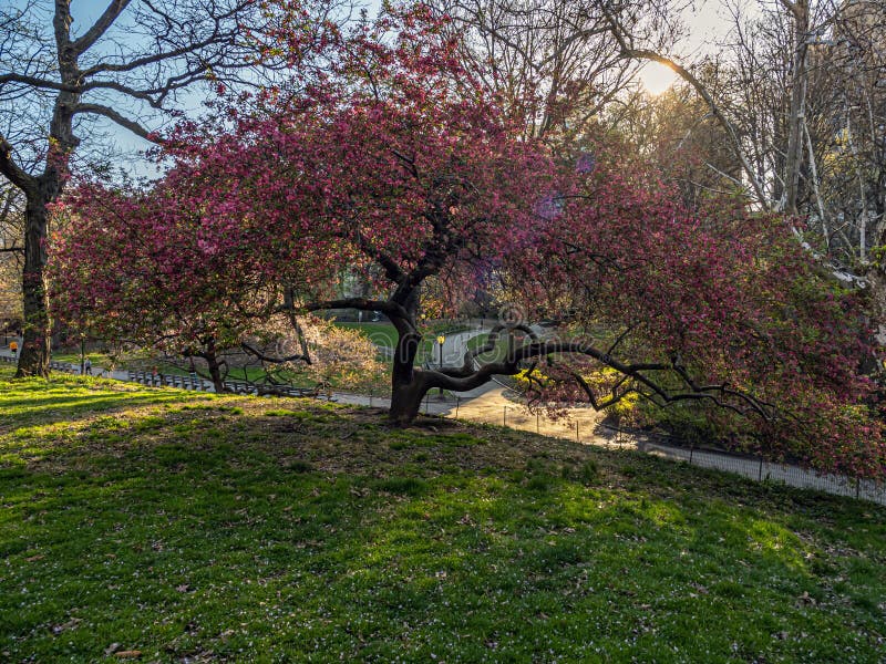Central Park in spring stock image. Image of spring - 245880781