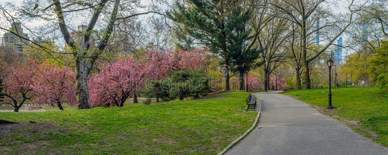 Central Park in spring stock photo. Image of japanese - 248321870