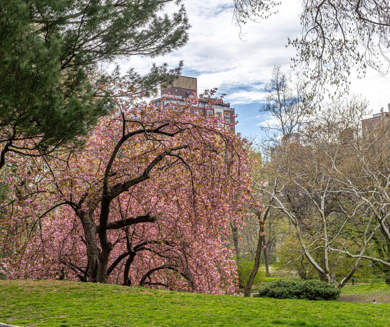 Central Park in spring stock photo. Image of prunus - 248321934