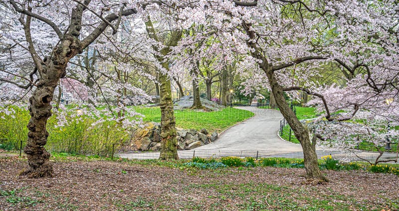 Central Park in spring stock image. Image of pulic, garden - 266388401