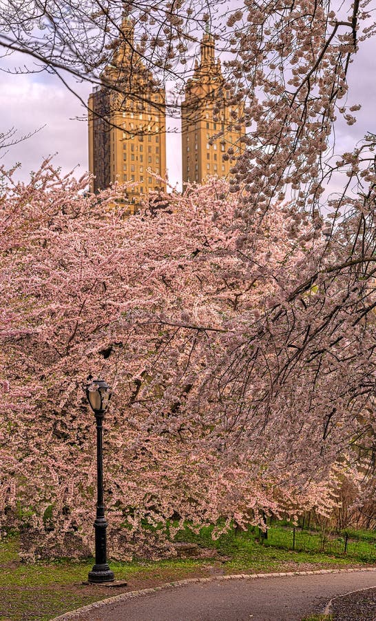 Central Park in spring stock image. Image of spring - 266388435